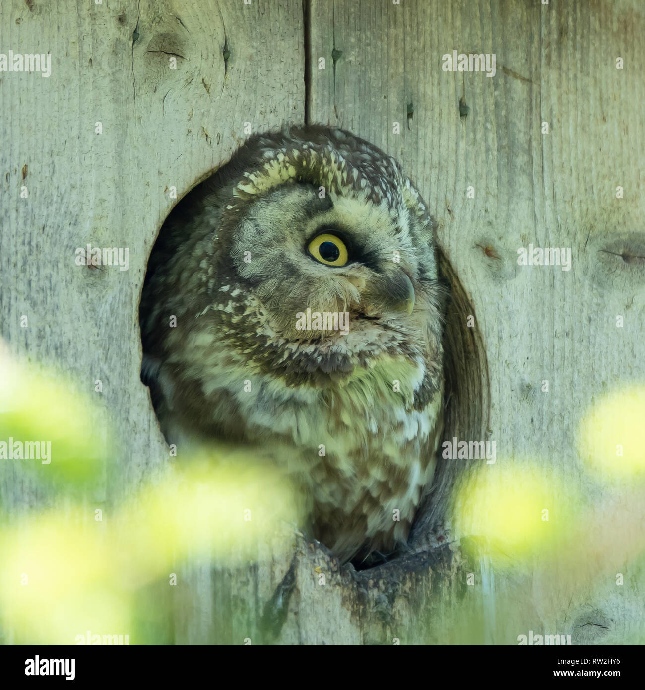 Boreal owl nest hi-res stock photography and images - Alamy
