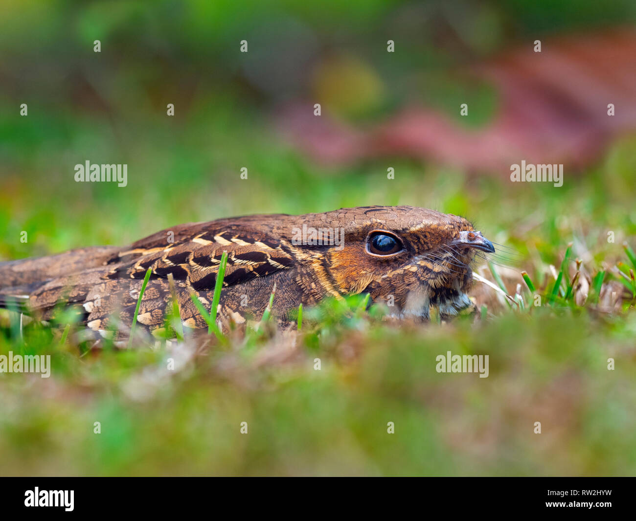 The Dusky Nightjar Antrostomus saturatus hiding in grass Stock Photo ...