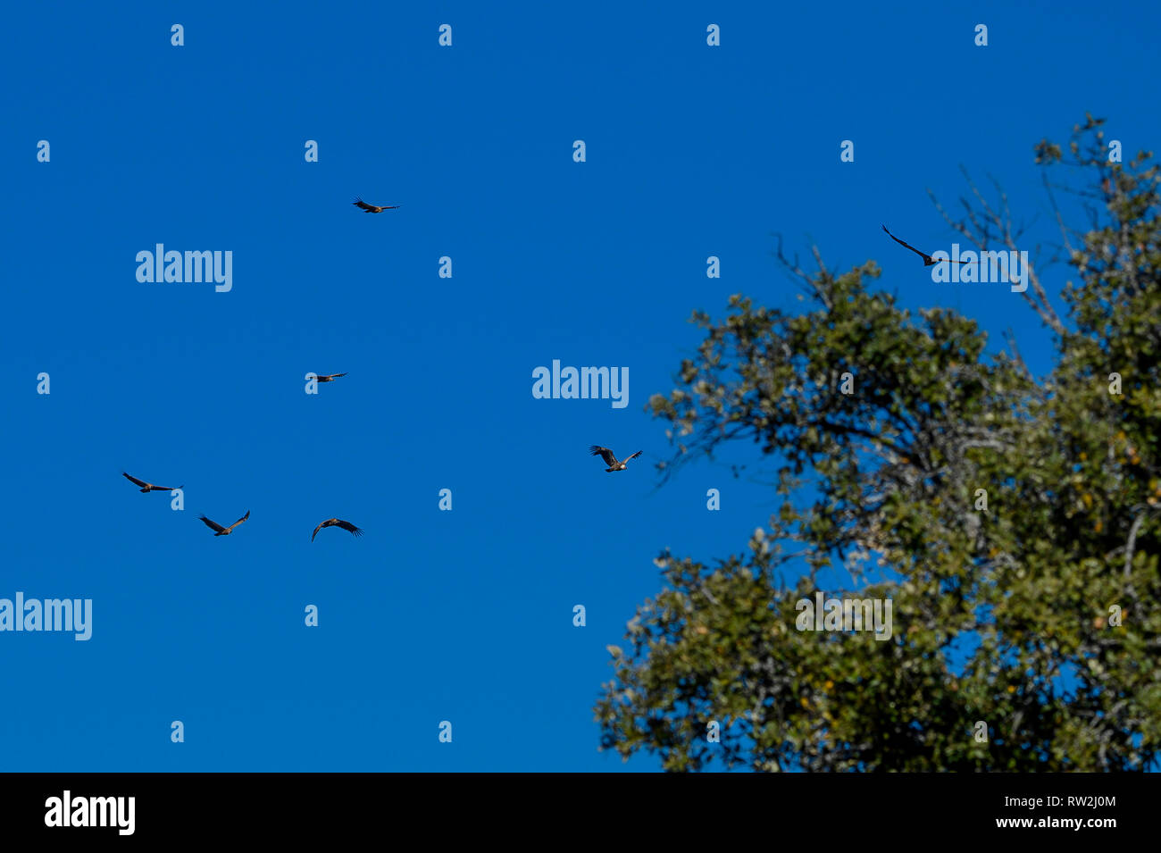 Group of Vultures flying in blue sky with holm oak Stock Photo - Alamy