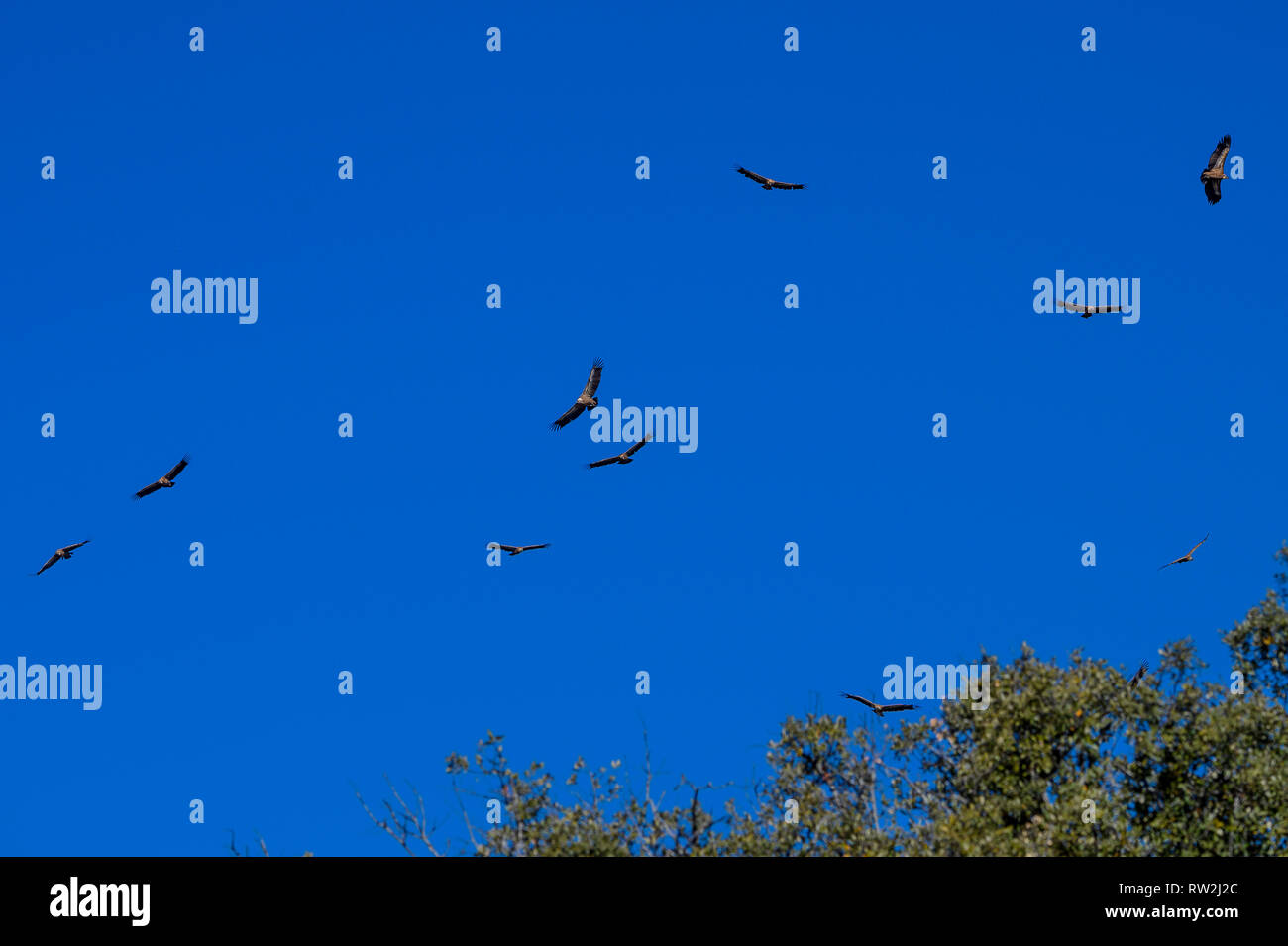 Group of Vultures flying in blue sky with holm oak Stock Photo - Alamy