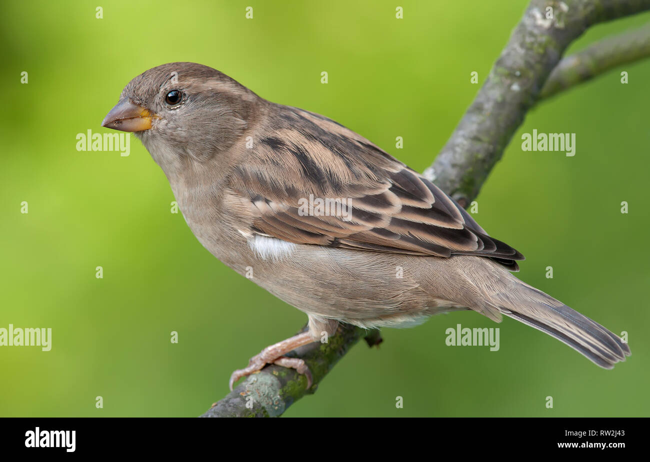 Female House sparrow posing for a portrait Stock Photo - Alamy