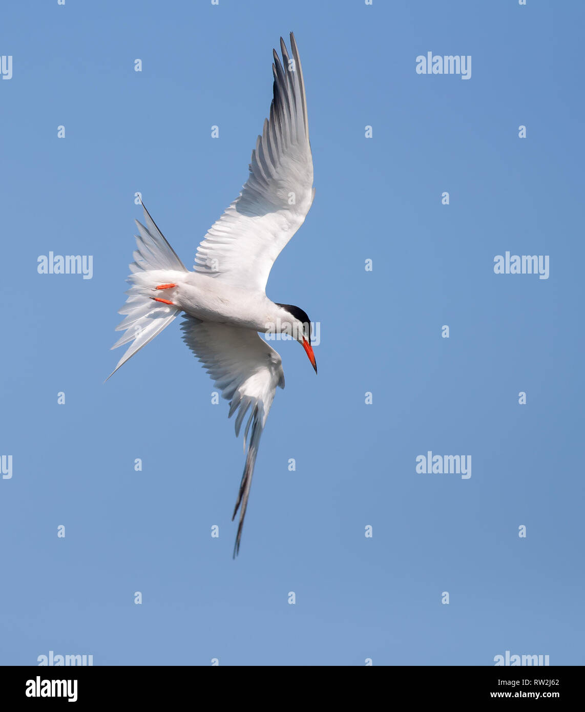 Common tern banking and diving in the air Stock Photo - Alamy
