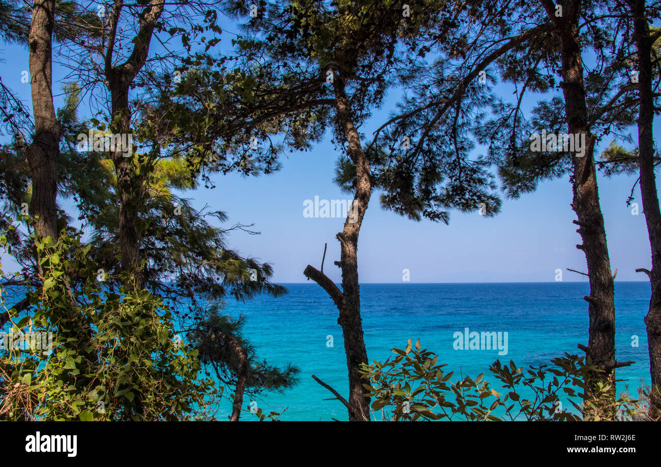 turquoise ocean throw trees Stock Photo - Alamy