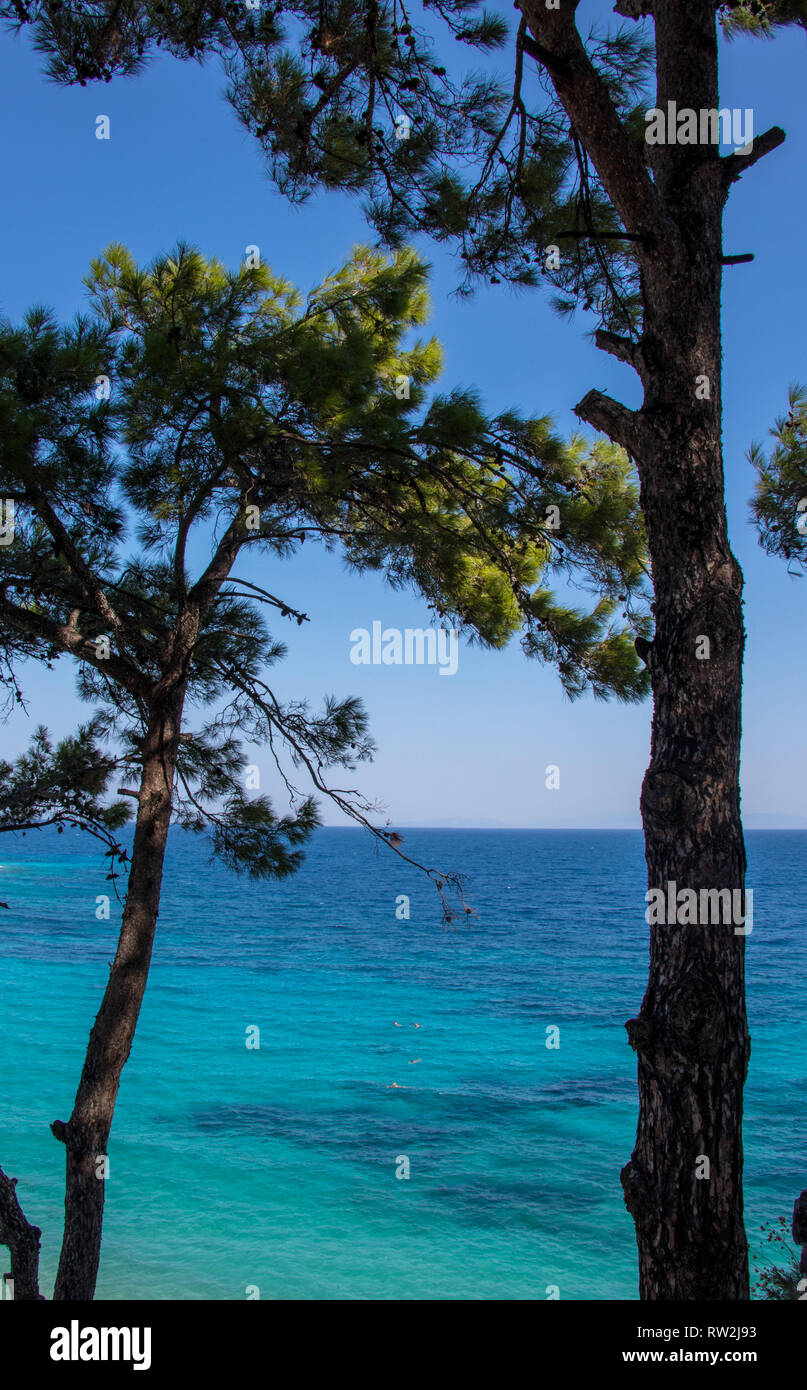 two trees in front of ocean Stock Photo - Alamy