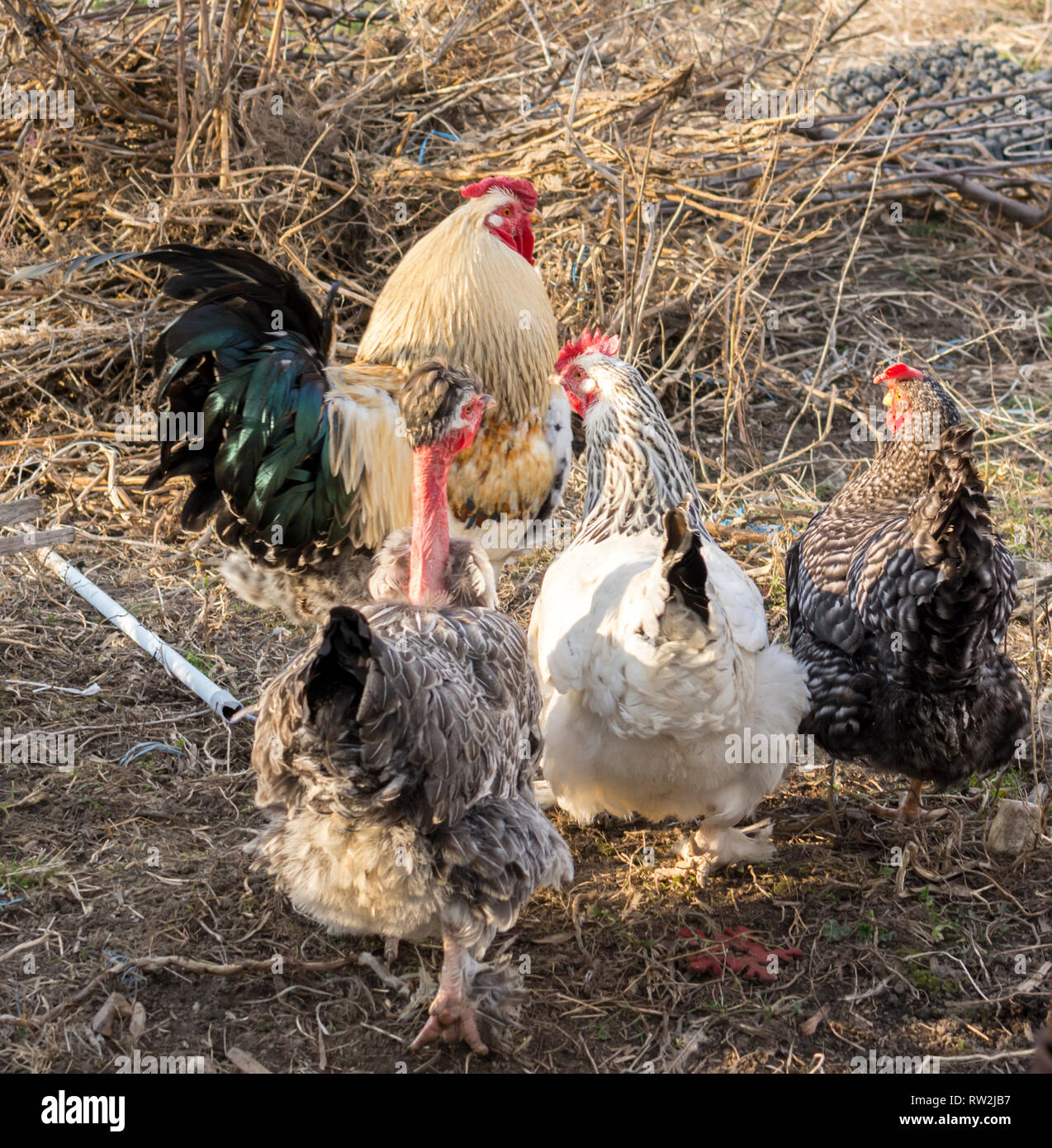 Close up of chicken, hens looking for food in farm yard Stock Photo - Alamy