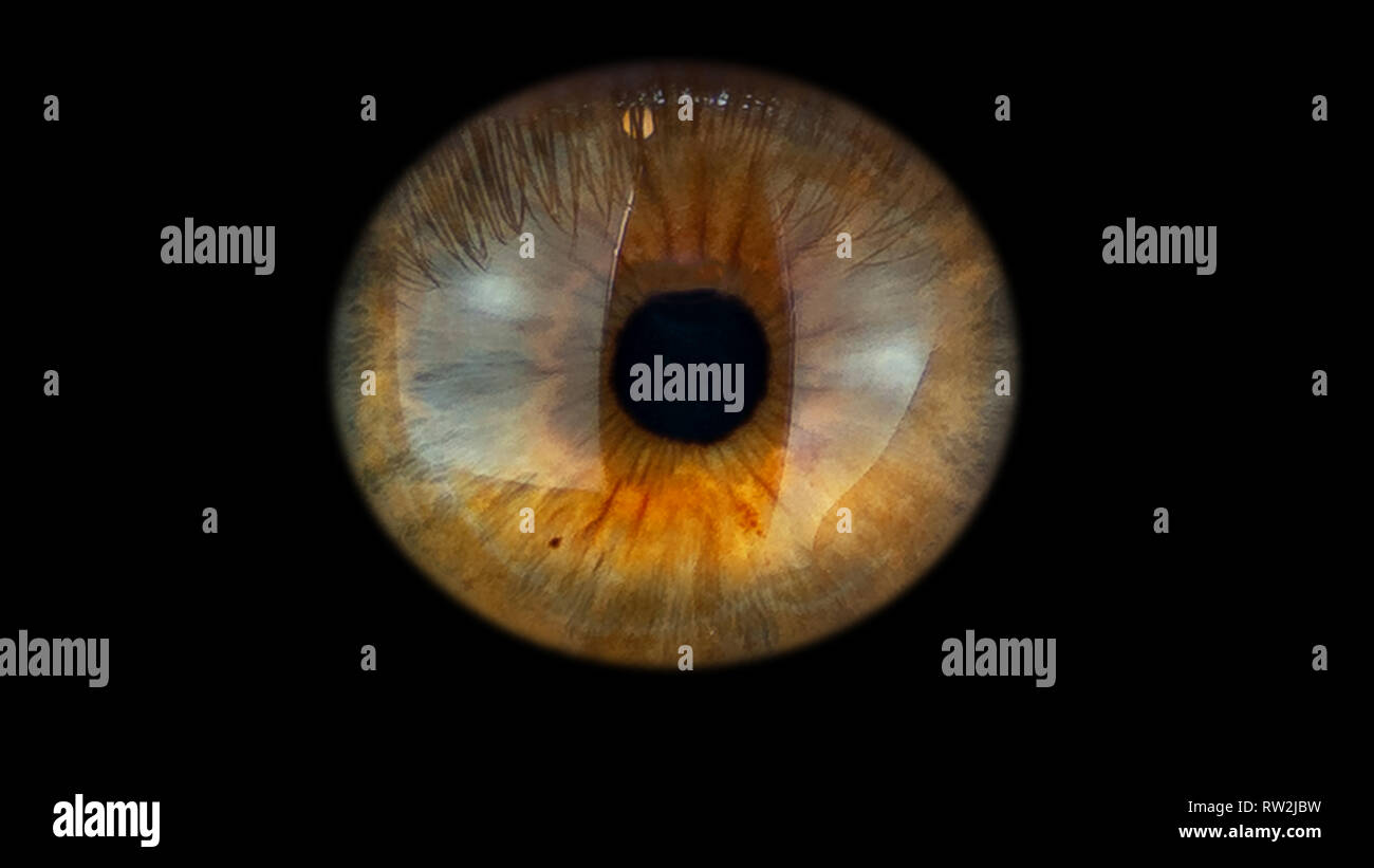 Black iris, eye hi-res stock photography and images - Alamy