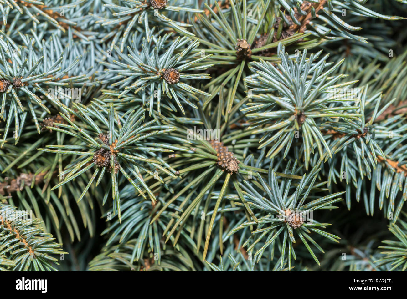 Evergreen pine tree twigs isolated hi-res stock photography and images ...