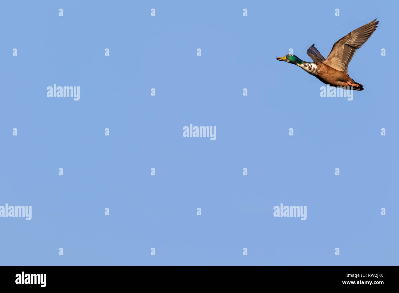 Flying group mallards hi-res stock photography and images - Alamy
