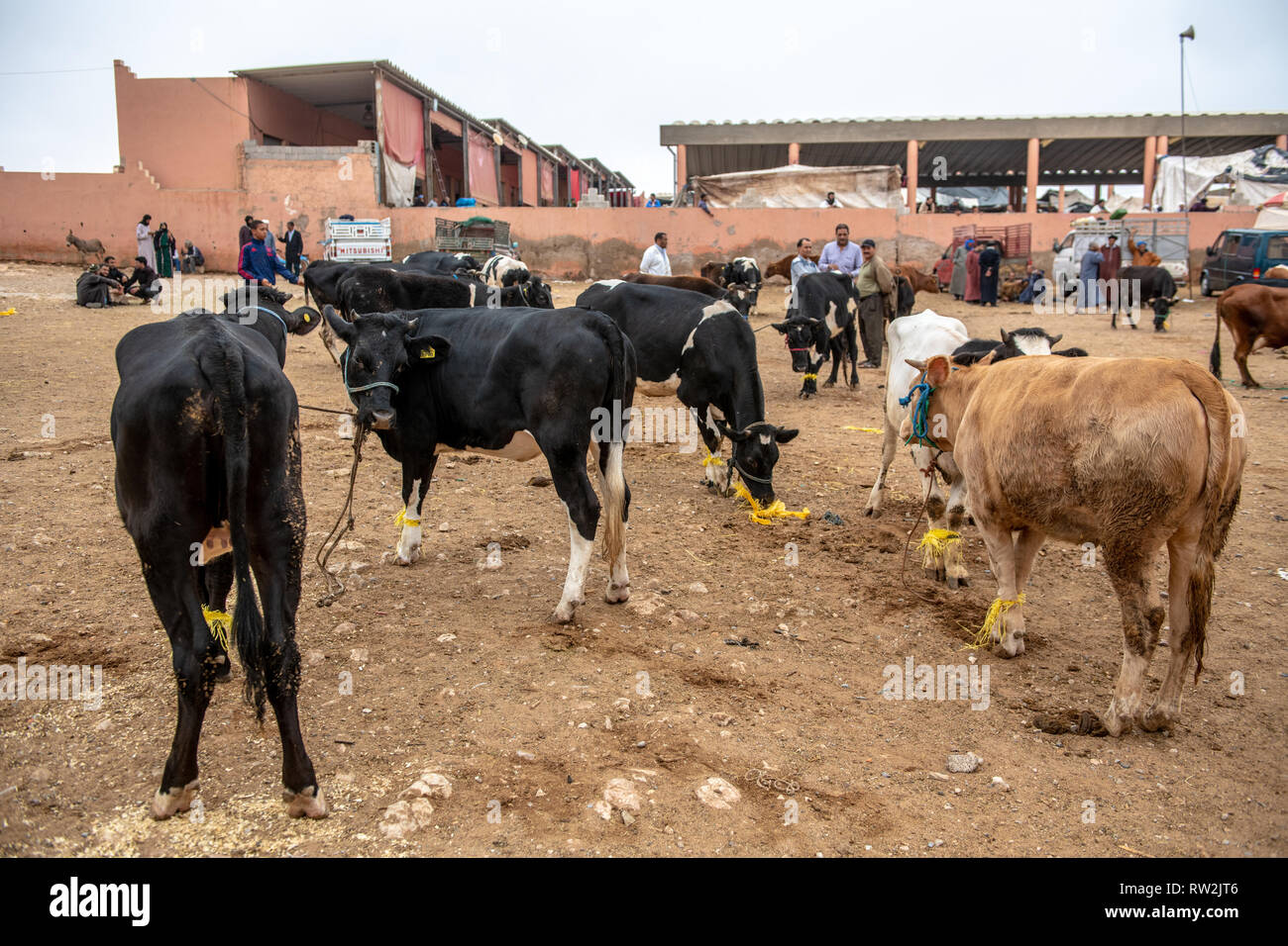 Gathered cattle hi-res stock photography and images - Alamy