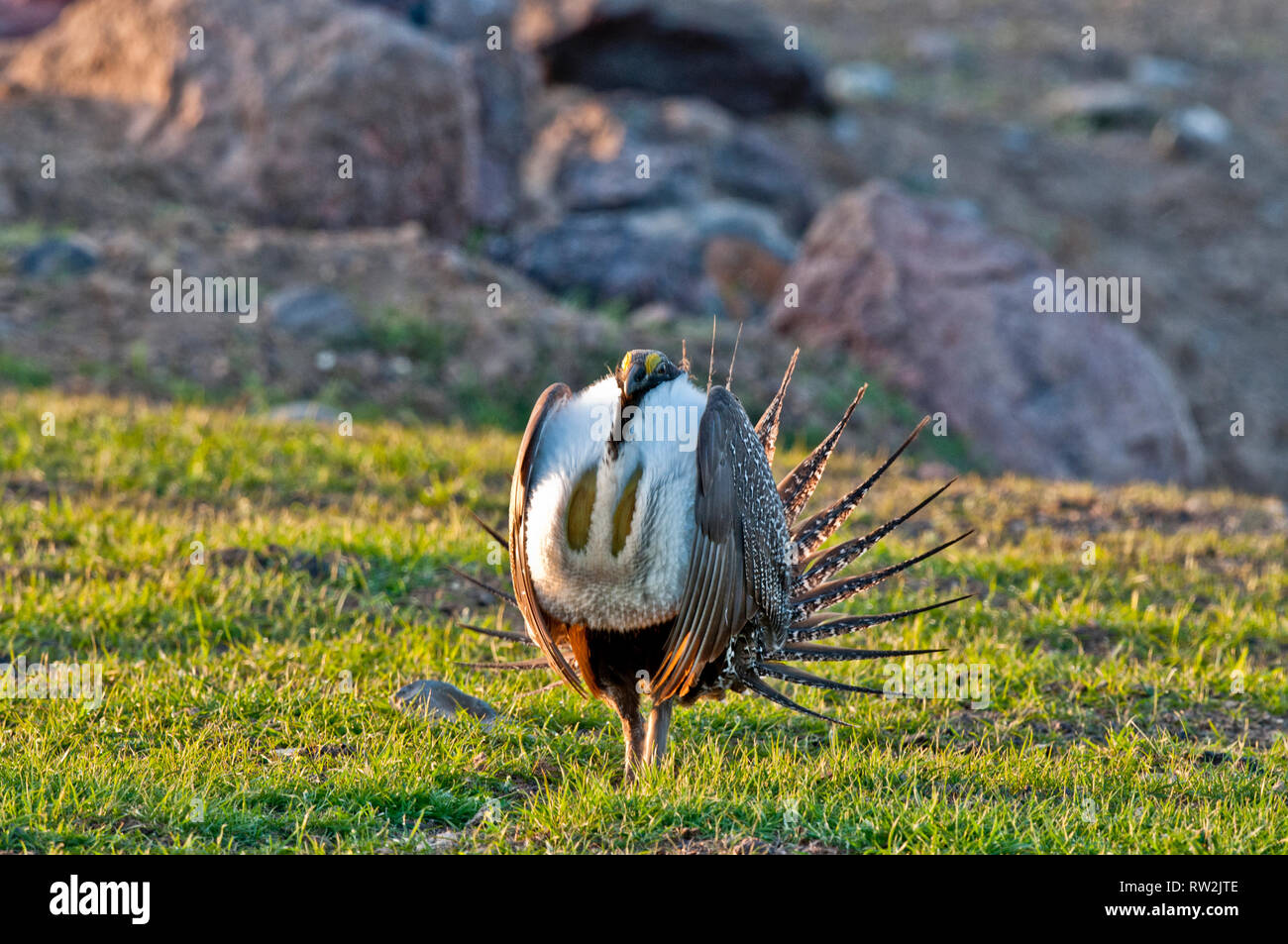 Male sage grouse displaying on lek in Owyhee County Idaho during Spring ...