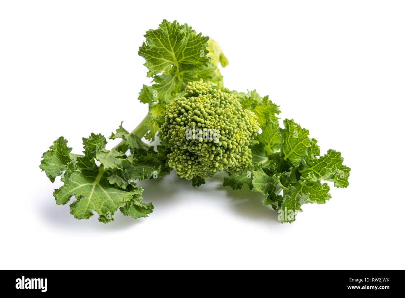Broccoli rabe hi-res stock photography and images - Alamy
