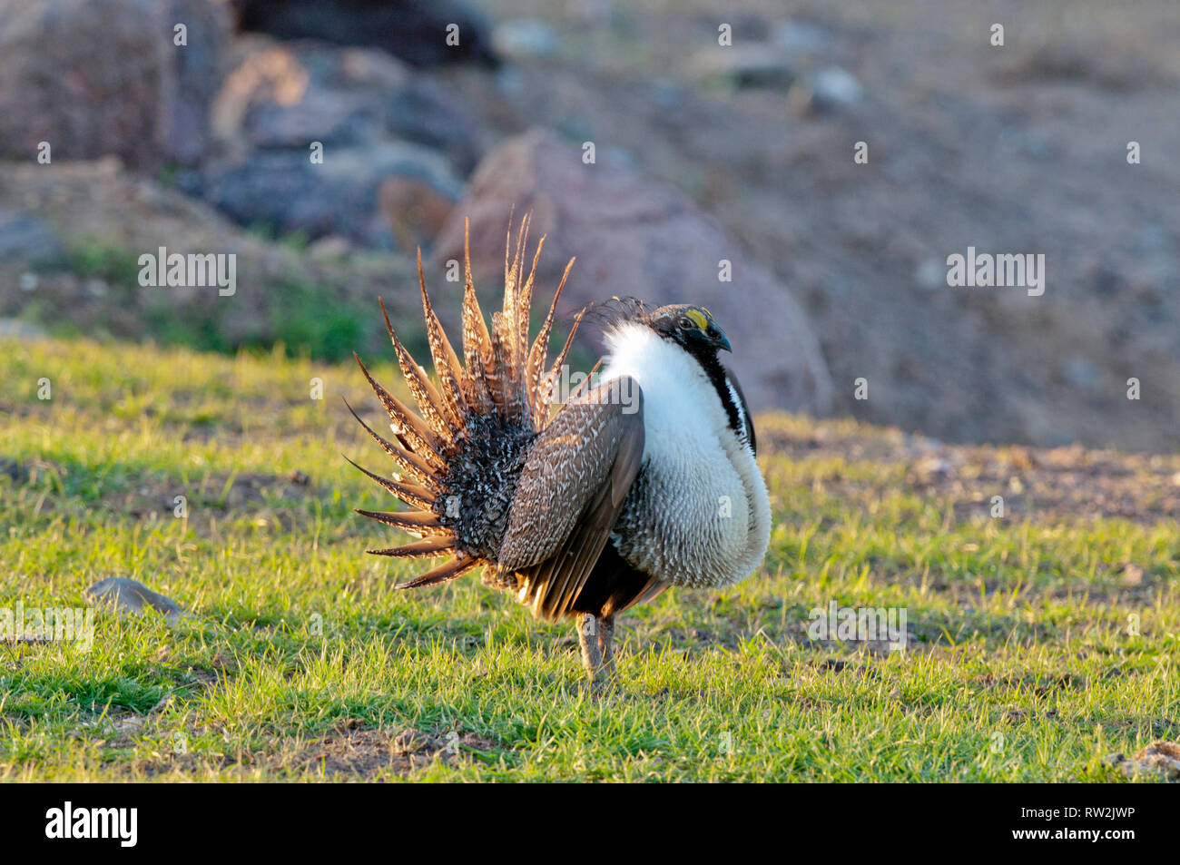 Male grouse hi-res stock photography and images - Alamy