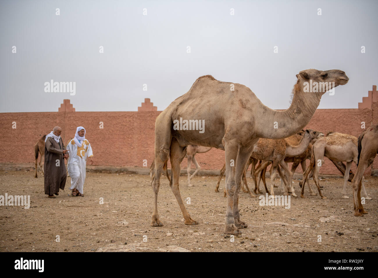 Variety of camels hi-res stock photography and images - Alamy