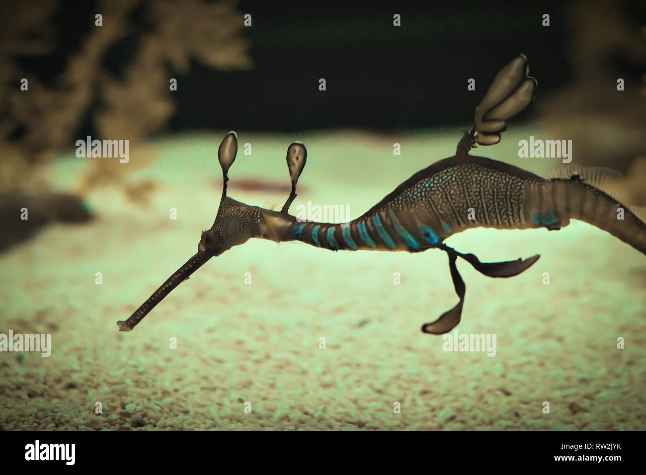 Leafy sea dragon hi-res stock photography and images - Alamy