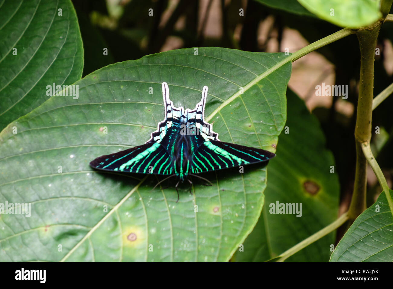 Amazon jungle flower hi-res stock photography and images - Alamy