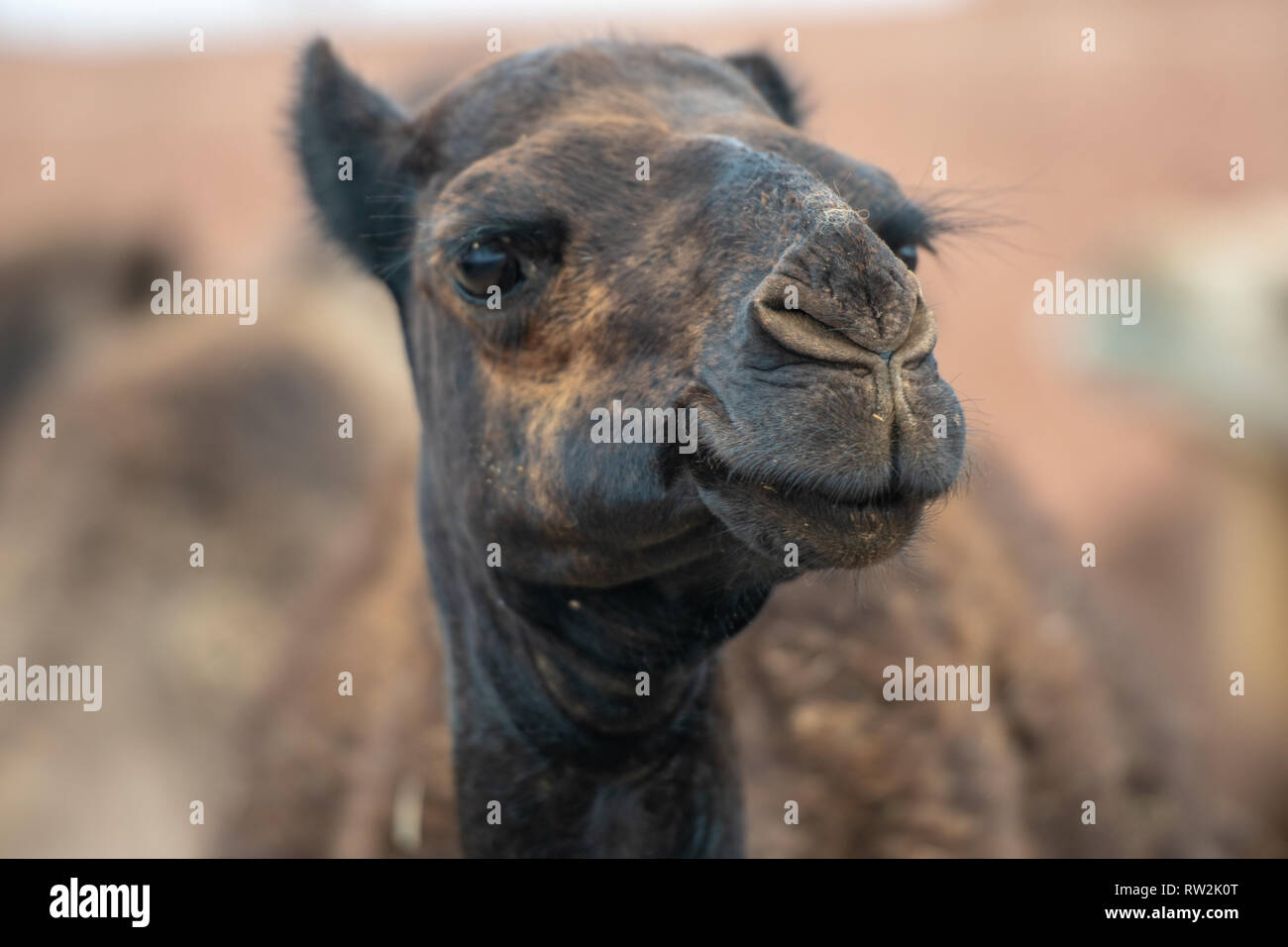 A close up of a dark colored dromedary camel (Camelus) , Guelmim ...