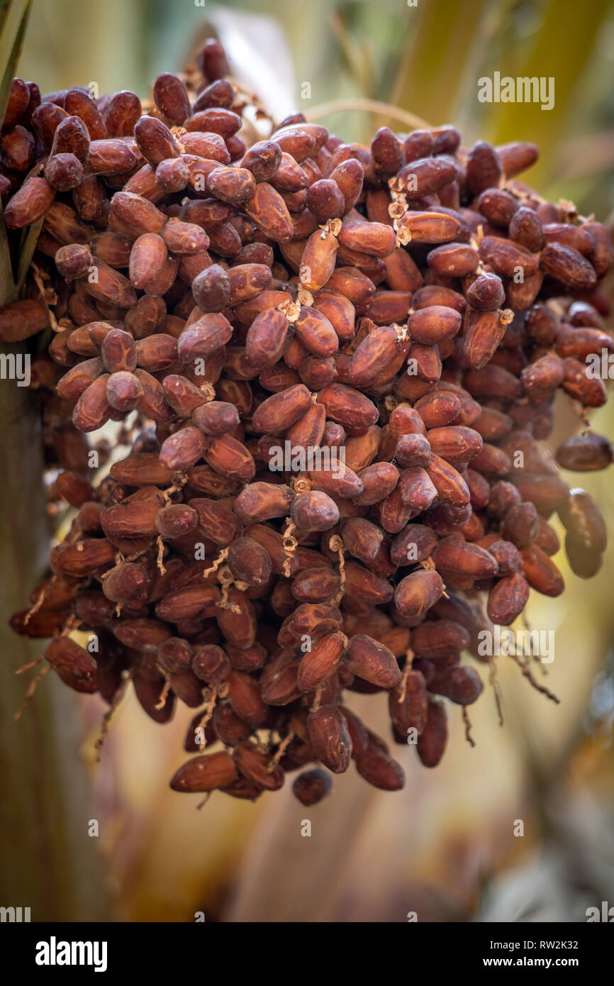 Bunch of dates (Phoenix dactylifera) growing on branch of date palm ...