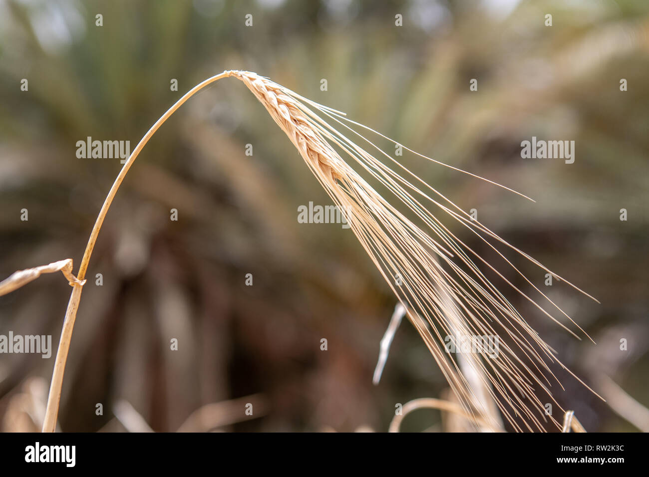 Head of wheat hi-res stock photography and images - Alamy