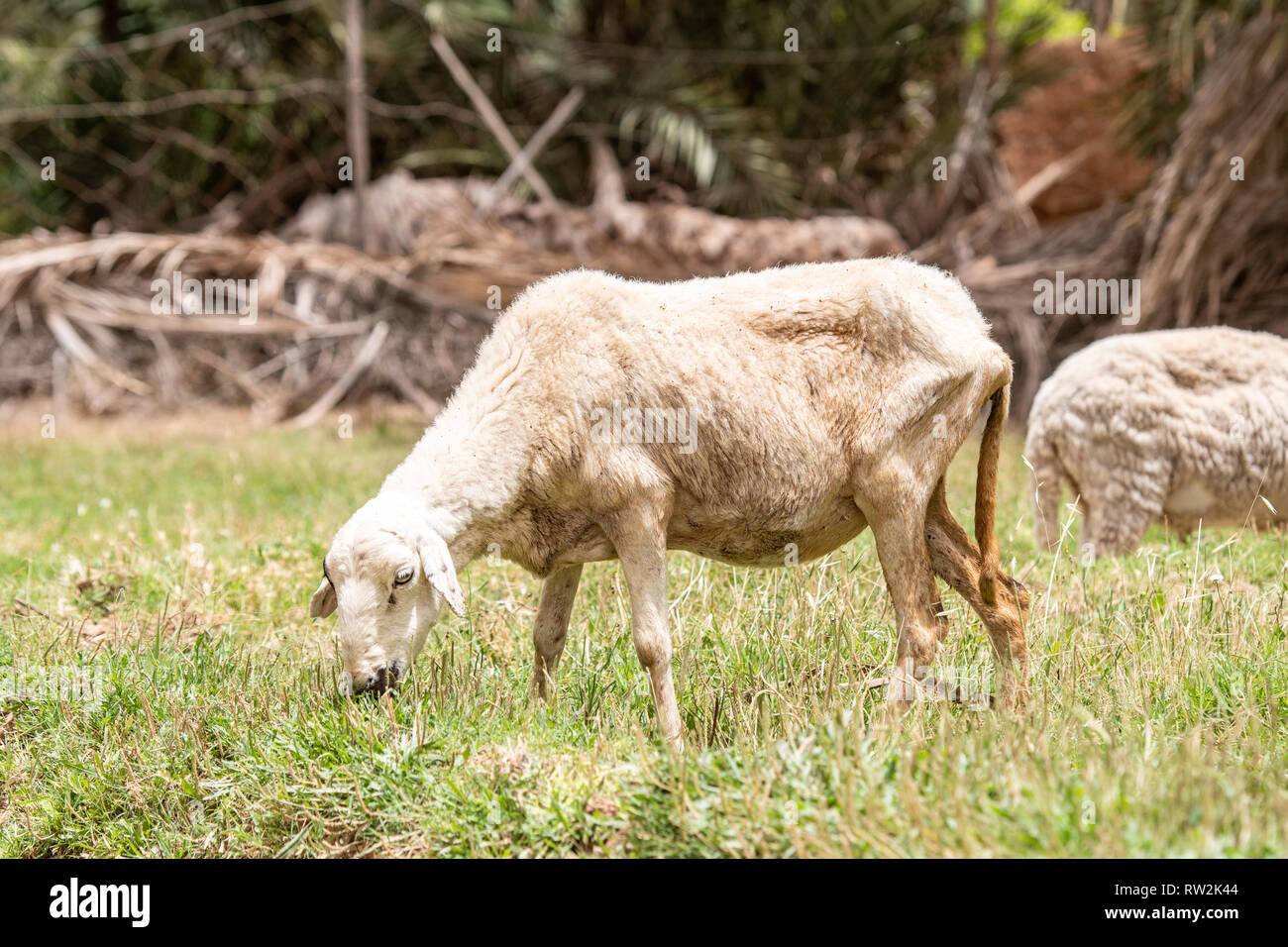 Sheep grades naturally growing grasses in Tighmert Oasis, Morocco Stock ...