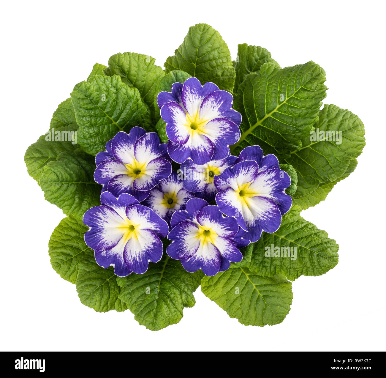 primroses plant isolated on white background Stock Photo - Alamy