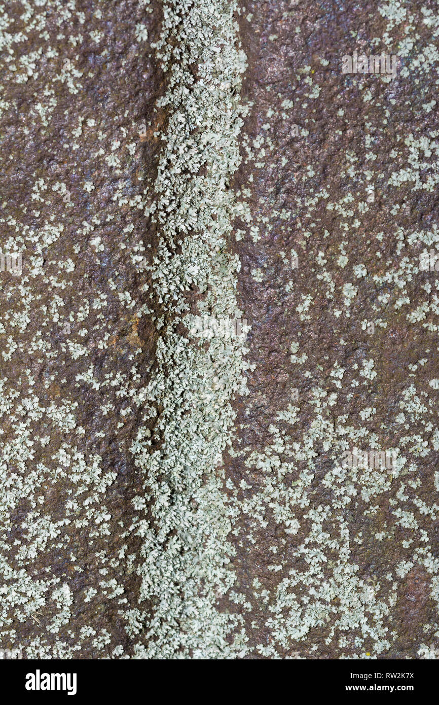 Rusty metal plate with lichen. Rusty rough metal Stock Photo - Alamy