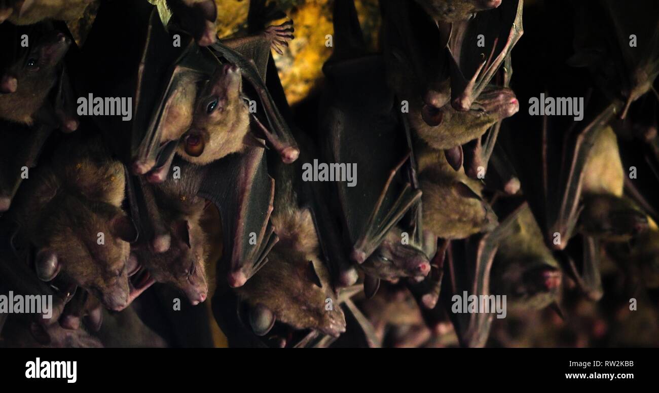 Swarm Of Birds High Resolution Stock Photography and Images - Alamy