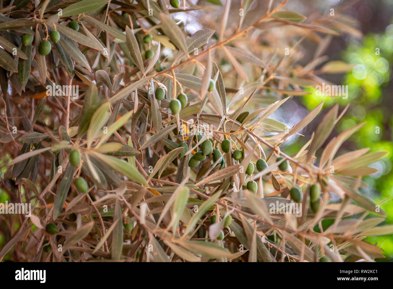Green olives (Olea europaea) growing on branches of olive tree ...
