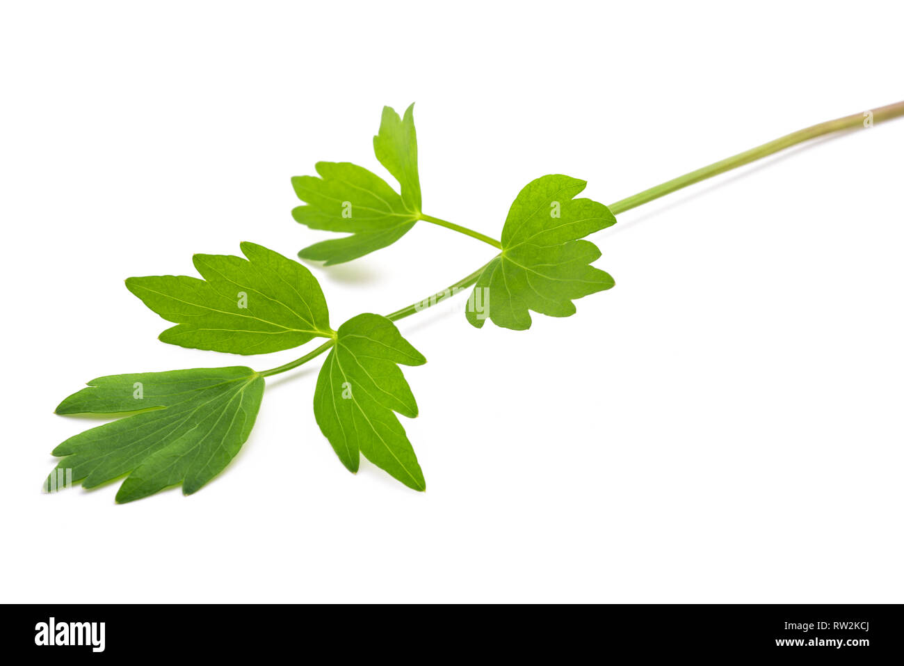 Fresh lovage twig (Levisticum officinale) isolated on white background ...