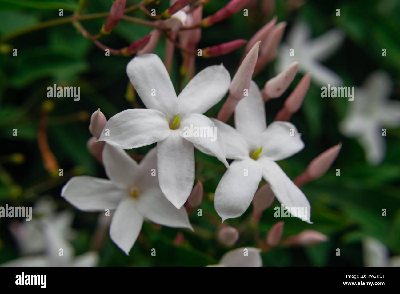 Red Jasmine Flower Stock Photos & Red Jasmine Flower Stock Images - Alamy