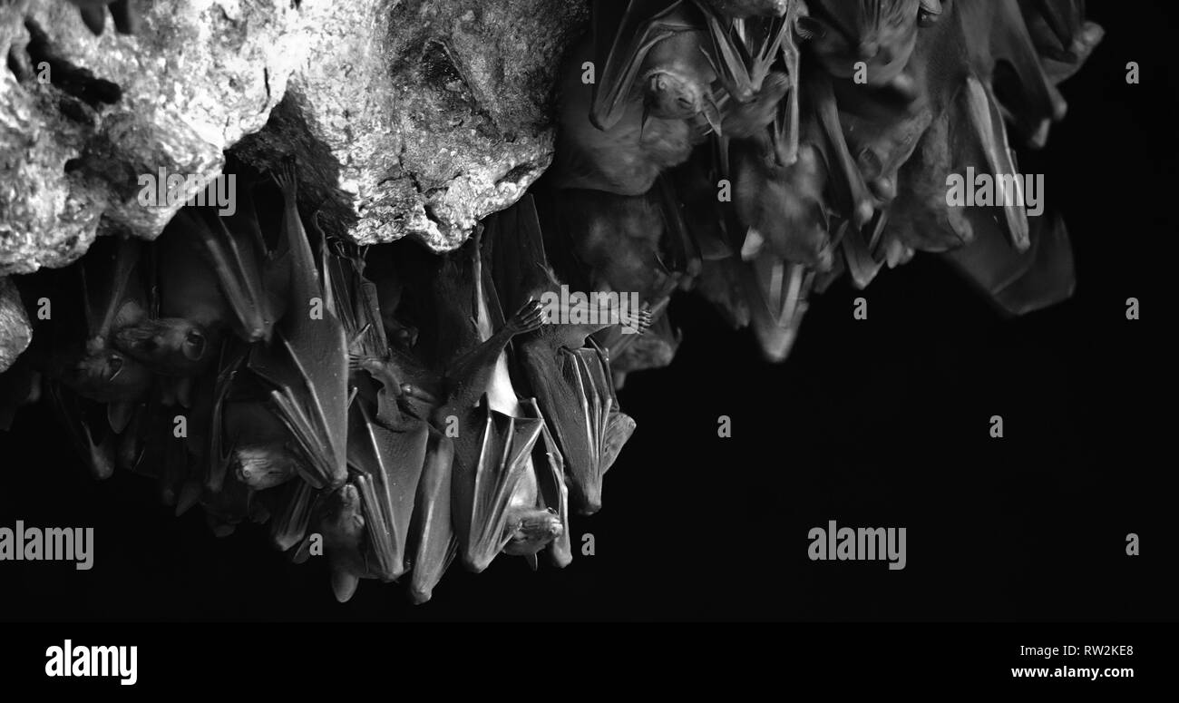 Bat Cave High Resolution Stock Photography and Images - Alamy