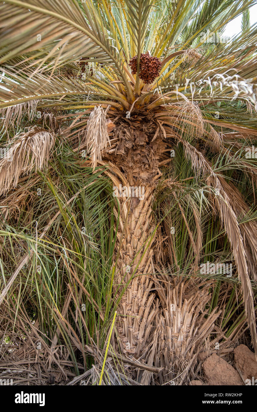 Date palm tree with a bunch of dates (Phoenix dactylifera) growing on ...