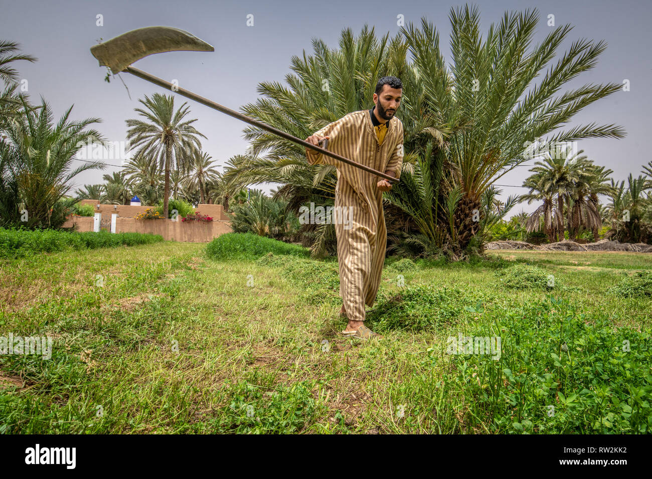 Man swings scythe to cut and harvest alfalfa (Medicago sativa ...