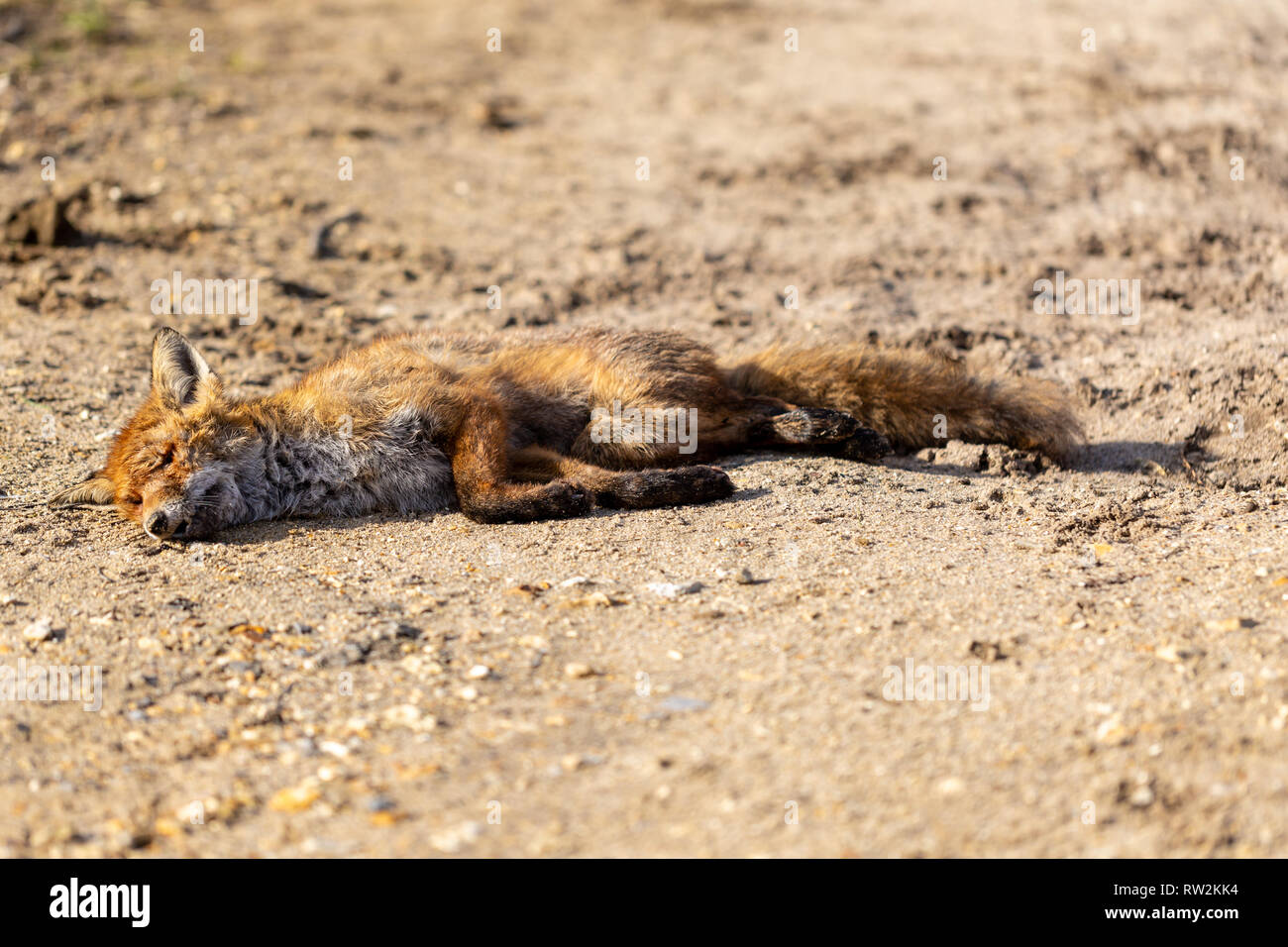 Mature fox hi-res stock photography and images - Alamy