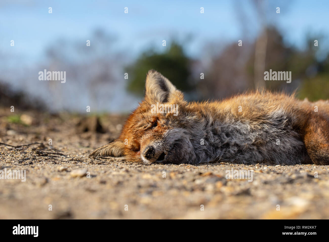 Foxs track hi-res stock photography and images - Alamy