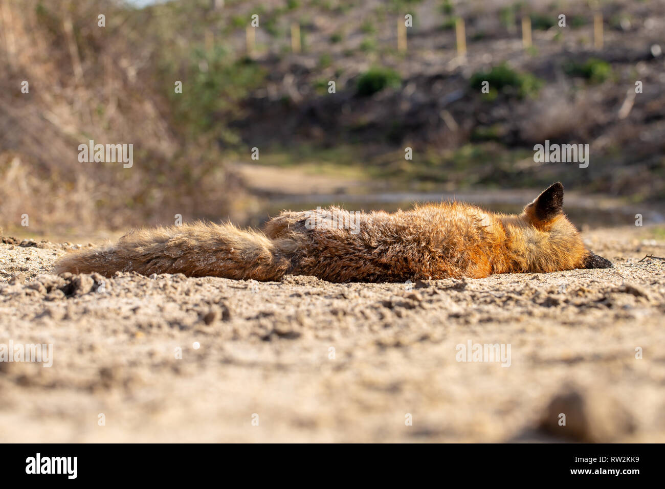 Mature fox hi-res stock photography and images - Alamy