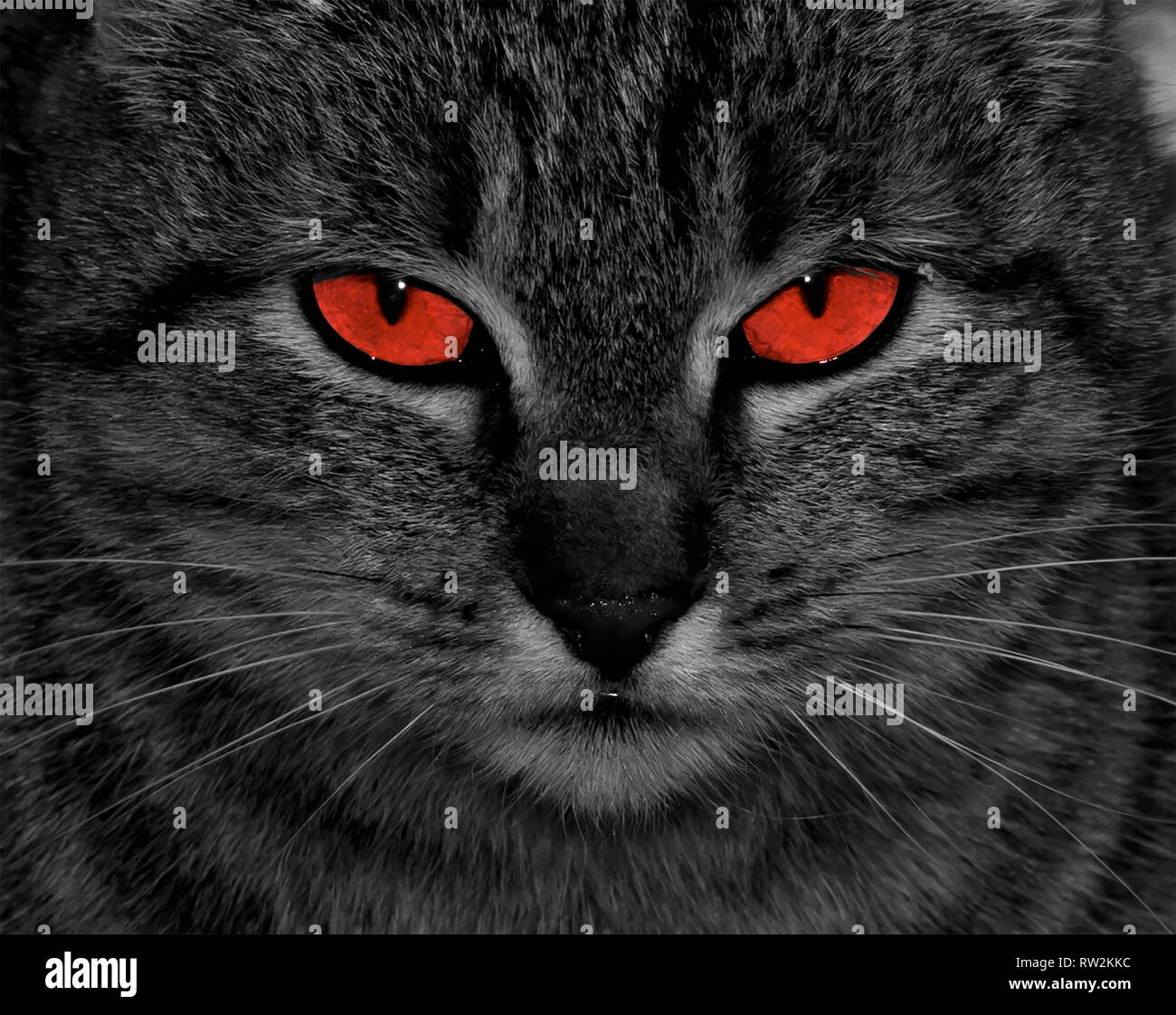 Black Kittens With Red Eyes