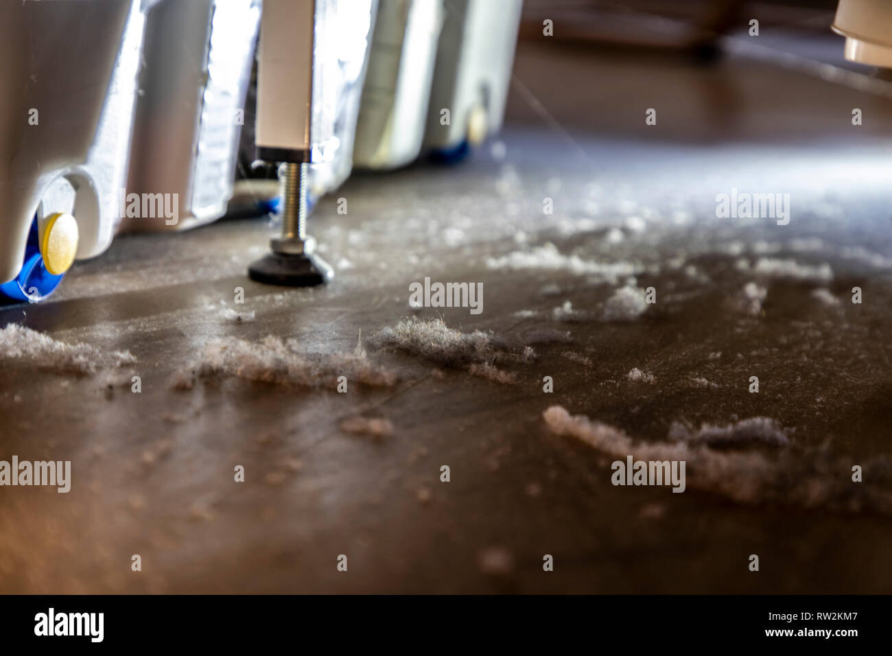 House dust, woolly mice, dustbin, gather under a bed Stock Photo - Alamy