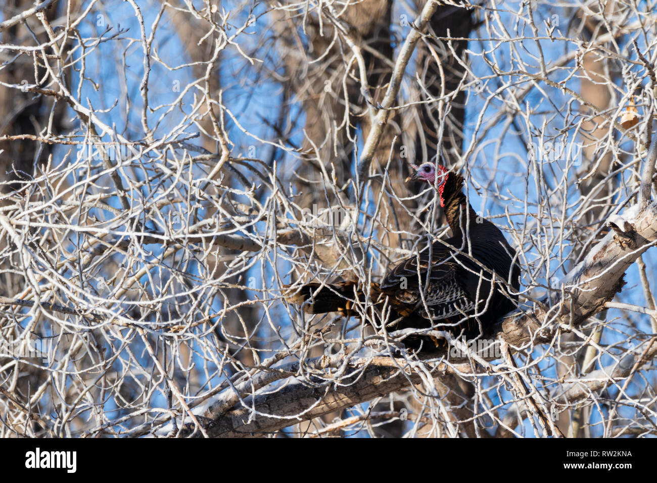 Male turkey snood hi-res stock photography and images - Alamy