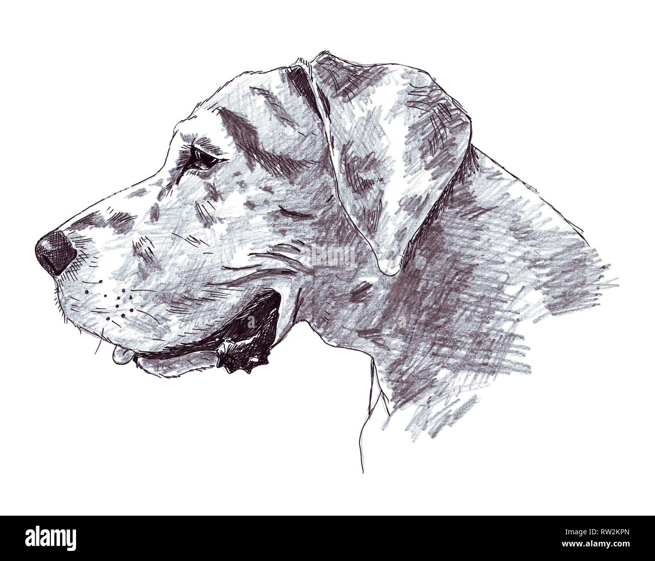 A sketch of the head of a great dane made with a pen and pencil Stock ...