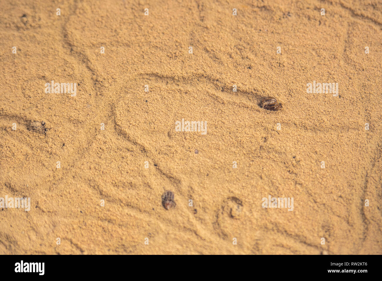 Snails burrow through sand underwater, Tighmert Oasis, Morocco Stock ...