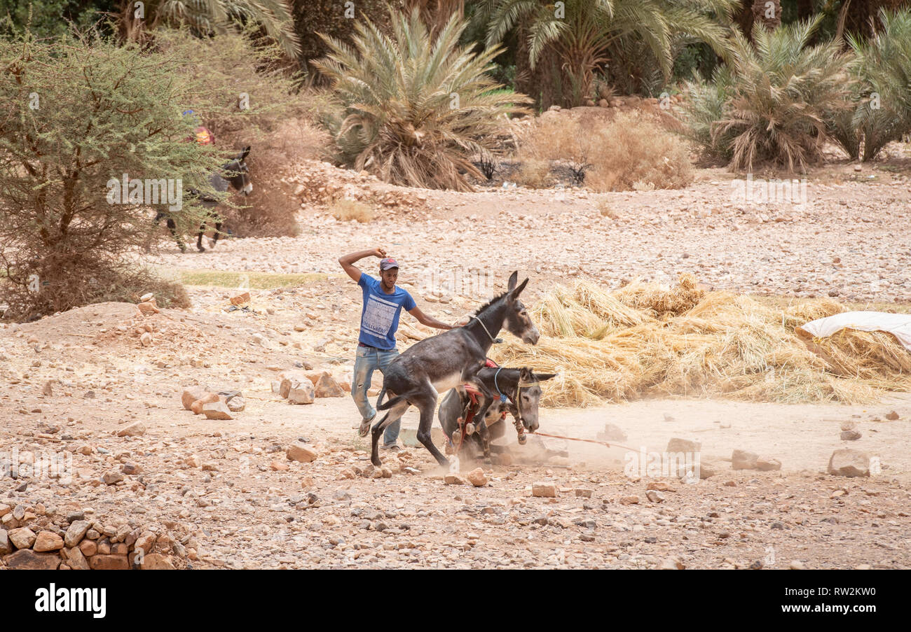 Breaking up a fight between two Donkeys, Akka, Tata Province, Souss ...
