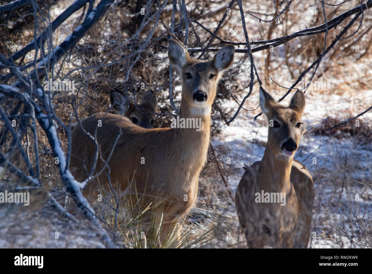 Mule Deer in the woodlands of Scott City, Kansas 2019 Stock Photo - Alamy