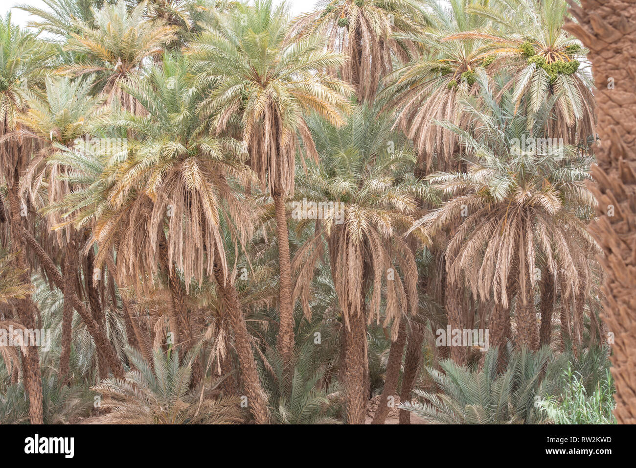 Date palm trees in oasis at Akka , Morocco Stock Photo - Alamy