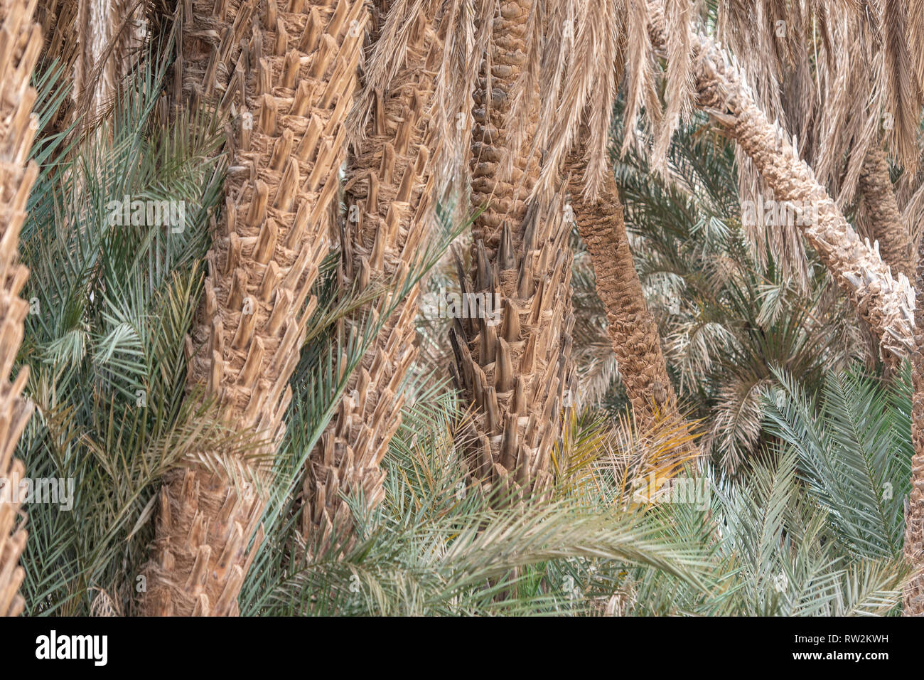 Date palm trees in oasis at Akka , Morocco Stock Photo - Alamy