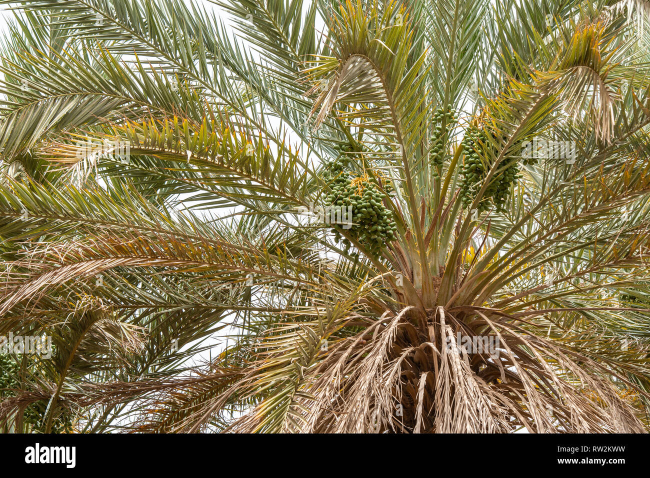 Akka morocco hi-res stock photography and images - Alamy