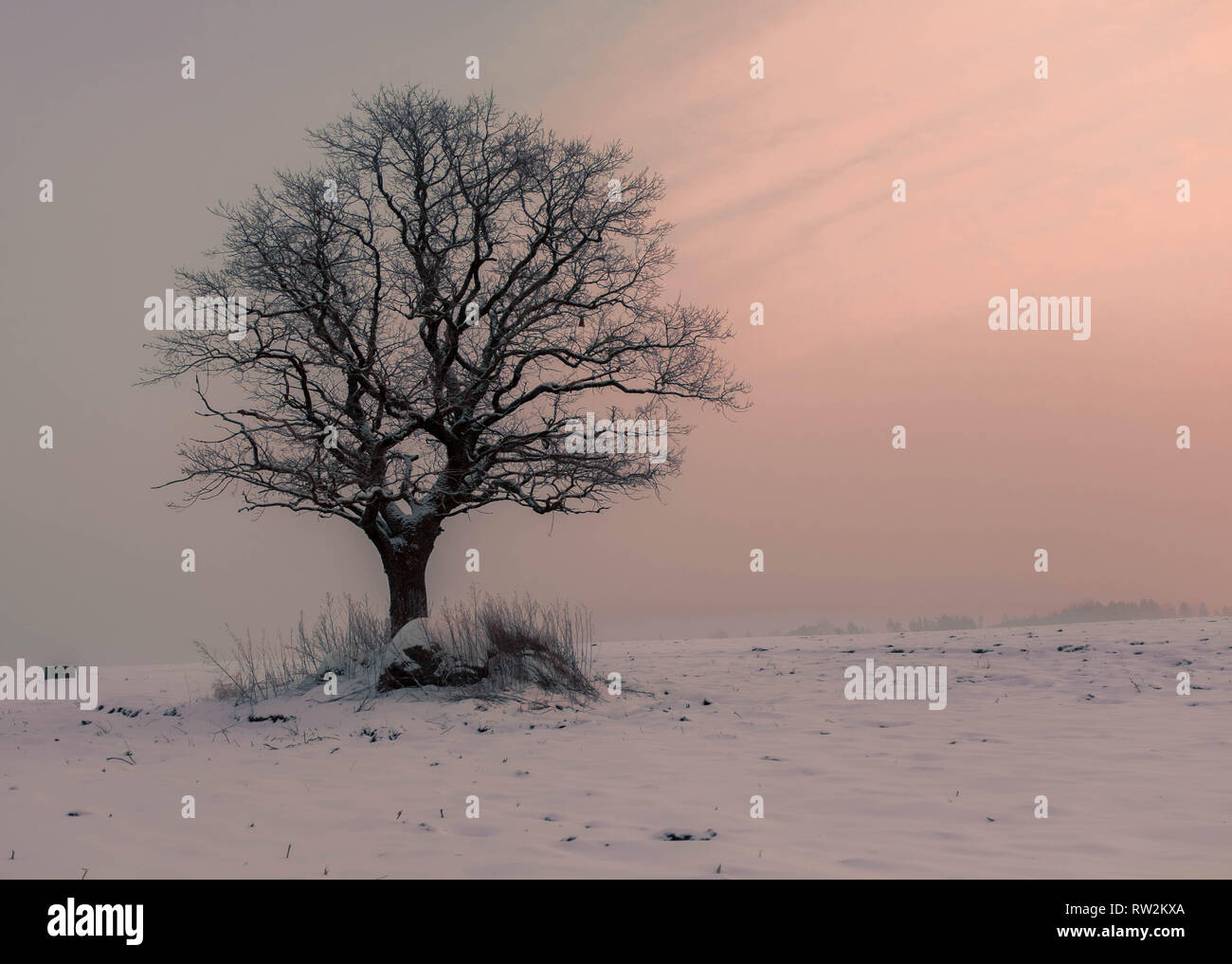 Sunrise oak tree hi-res stock photography and images - Alamy