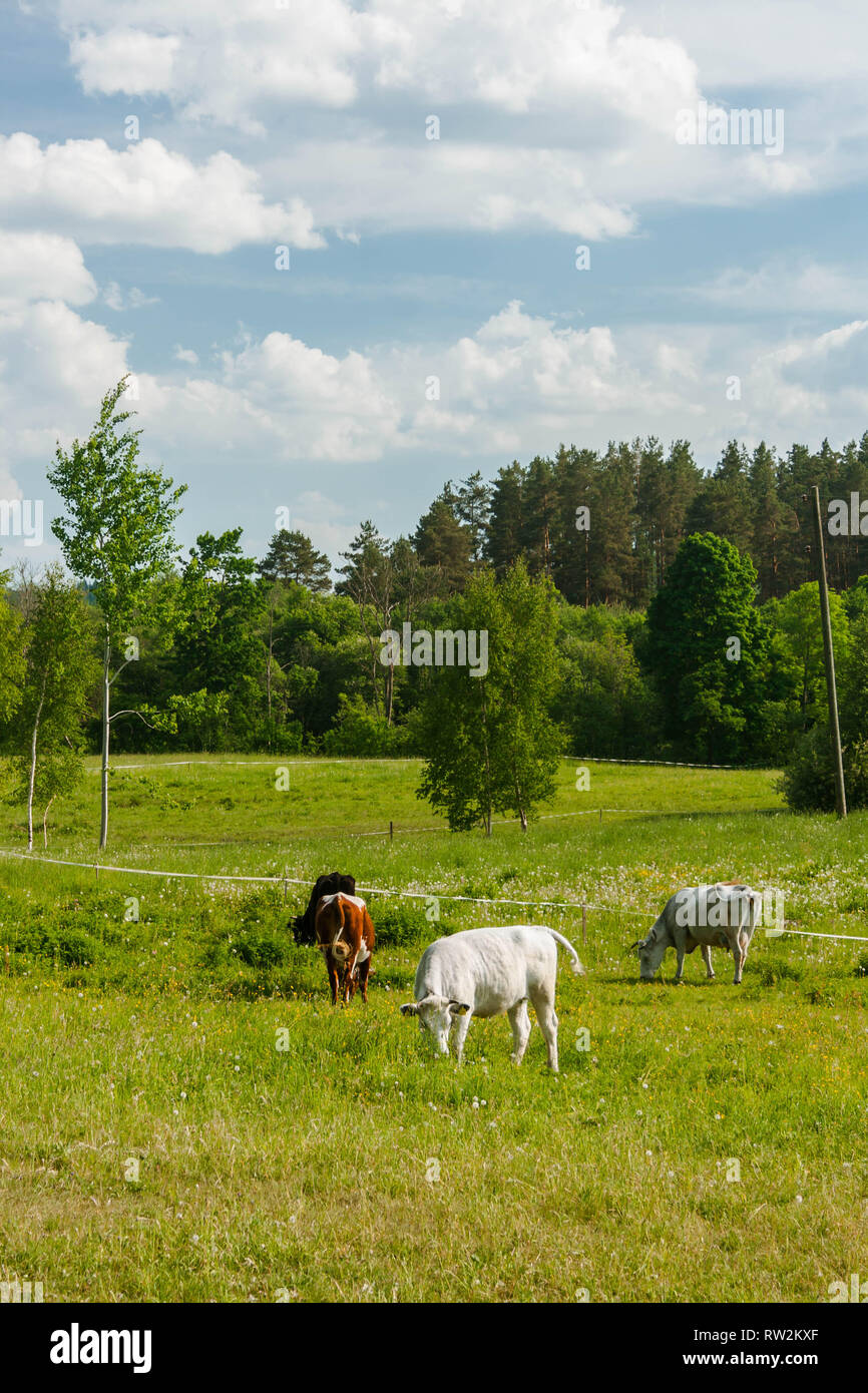 Four cows hi-res stock photography and images - Alamy