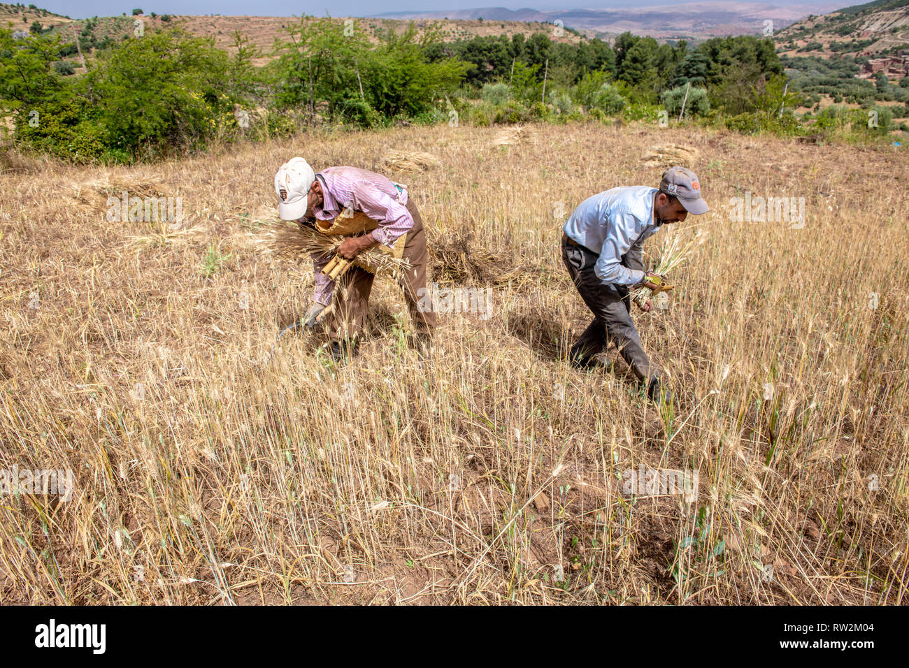 Two farmers harvesting grains, Ouarzazate, Atlas Mountains, Morocco ...