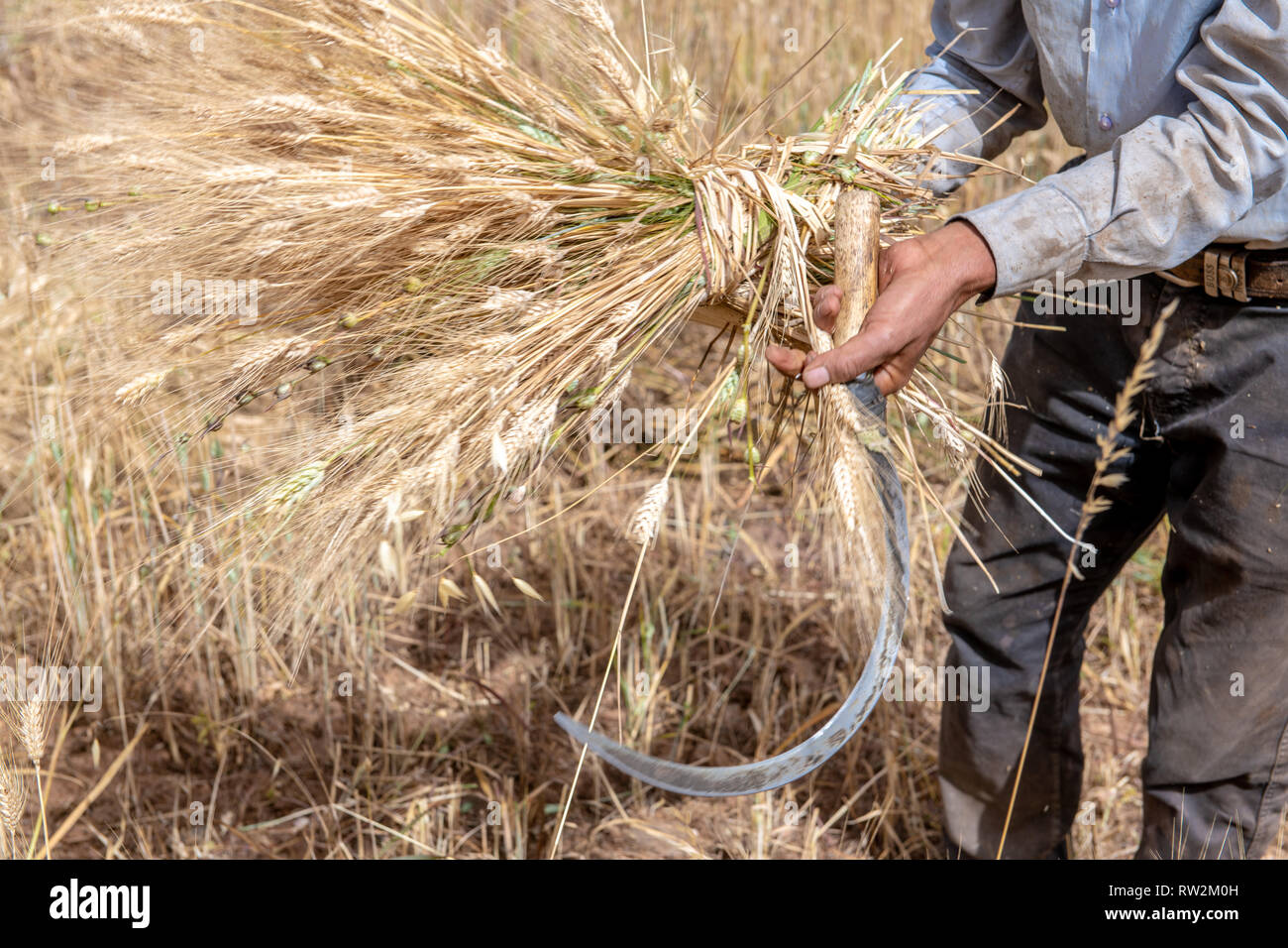 farmer harvesting grains with a sickle, Ouarzazate, Atlas Mountains ...