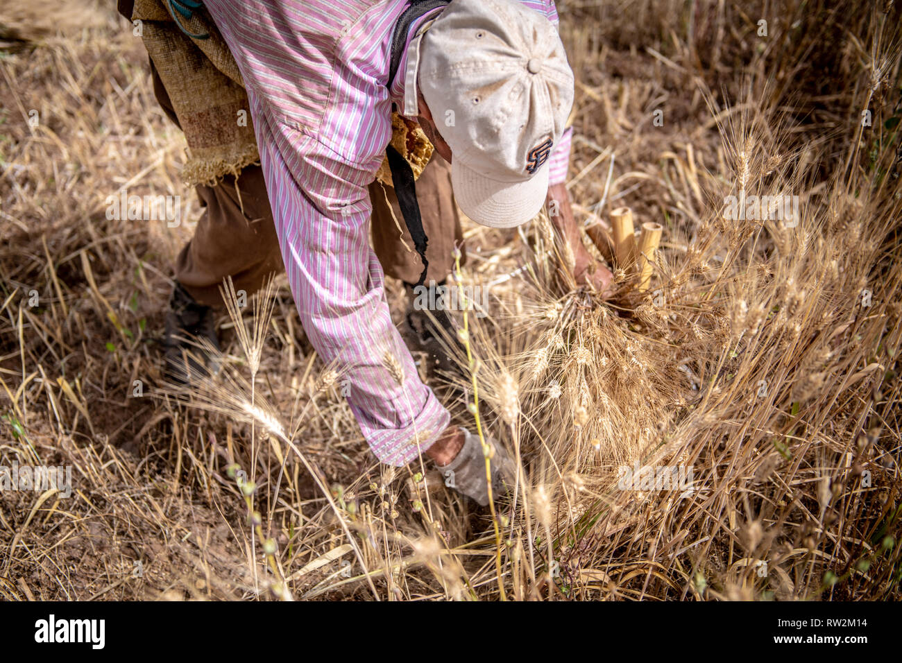 Farmer sickle hi-res stock photography and images - Alamy